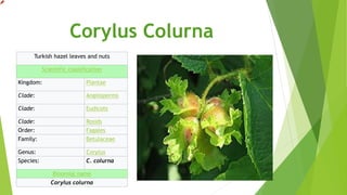 Hazel nut spread | PPT