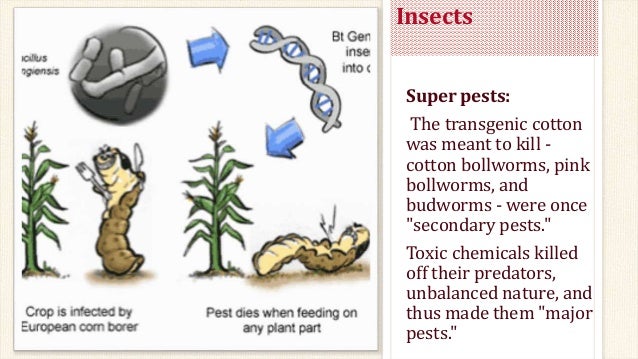 HAZARDS OF GENETICALLY MODIFIED FOOD – Nutrition And Food Technology