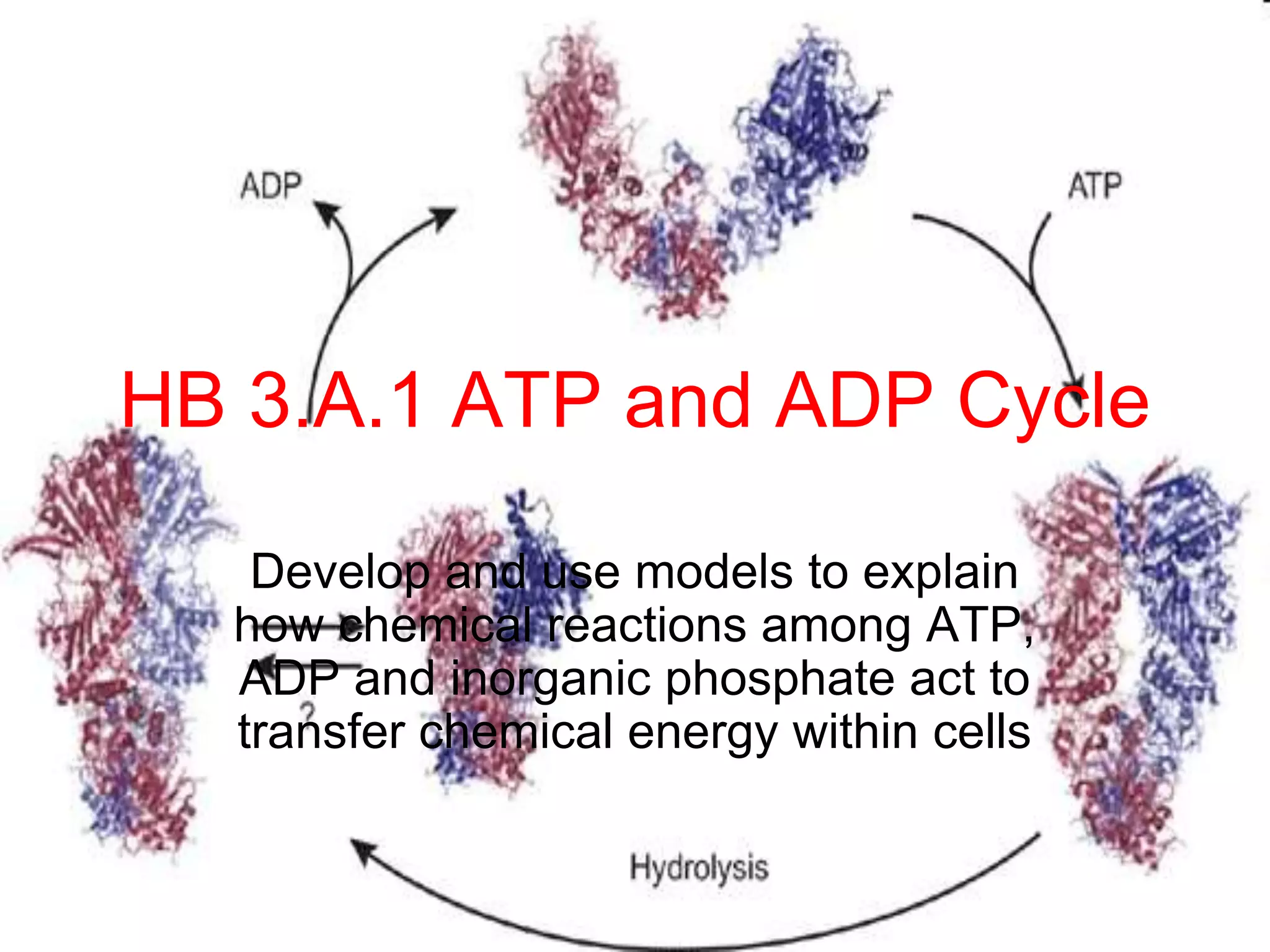 HB 3.A.1 ATP and ADP Cycle.ppt