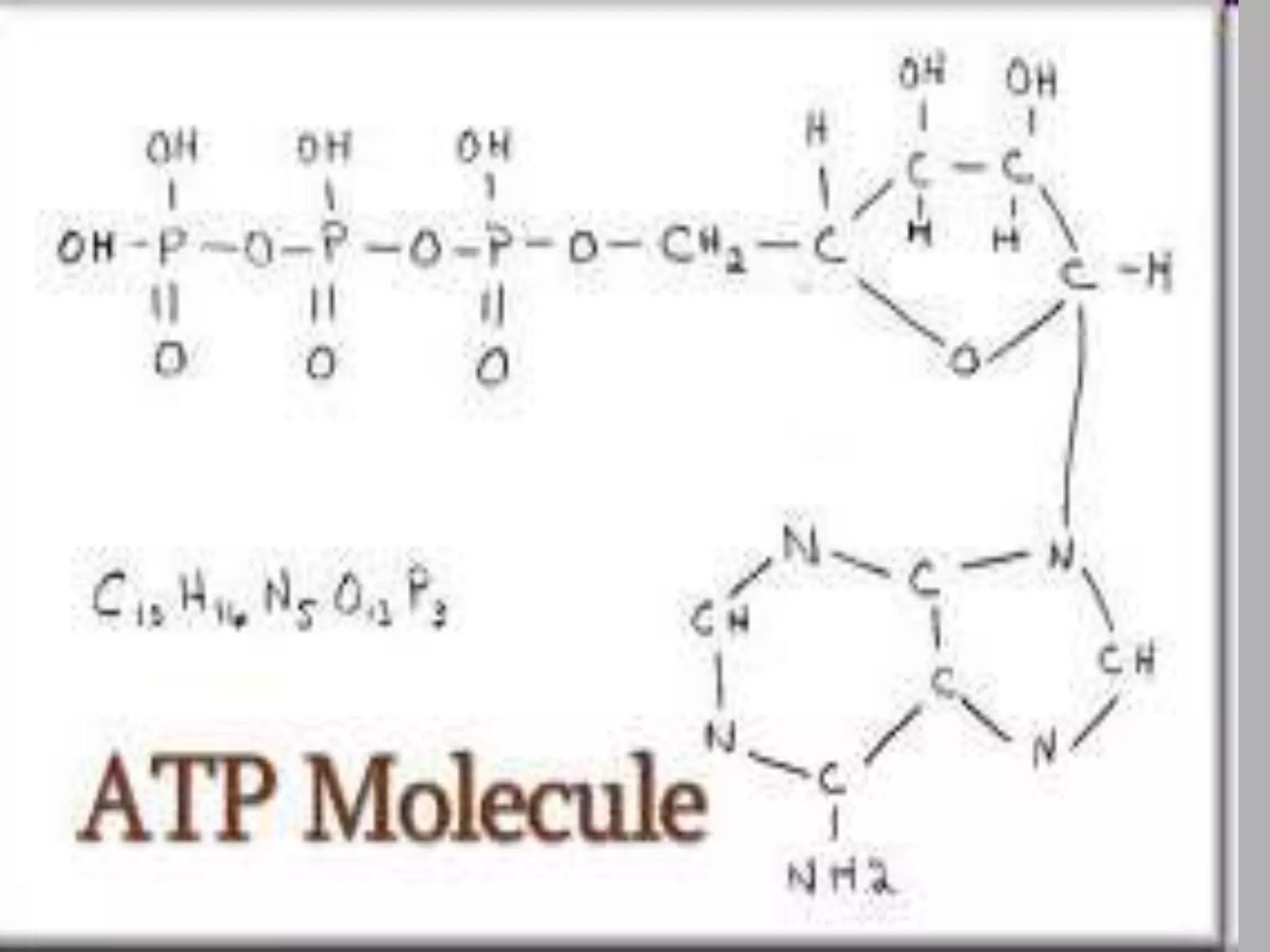 HB 3.A.1 ATP and ADP Cycle.ppt