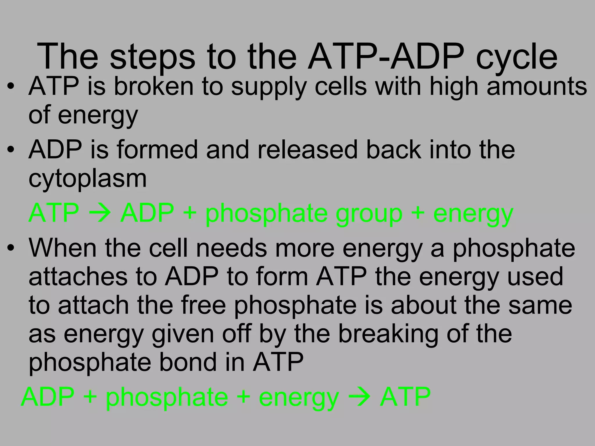 HB 3.A.1 ATP and ADP Cycle.ppt