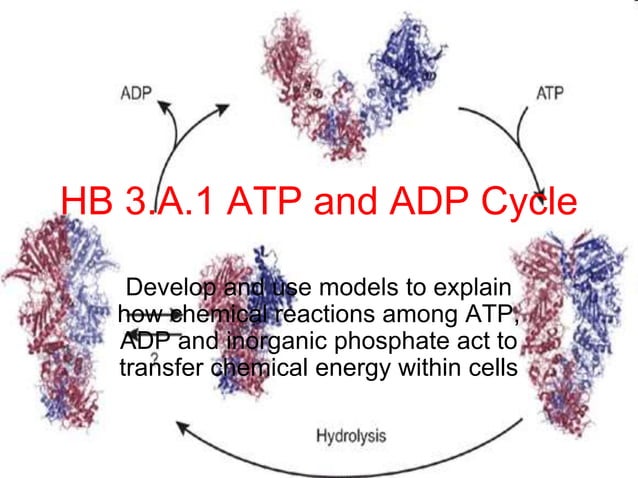 HB 3.A.1 ATP and ADP Cycle.ppt