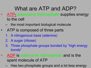 HB 3.A.1 ATP and ADP Cycle.ppt