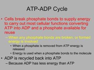 HB 3.A.1 ATP and ADP Cycle.ppt | Chemistry | Science