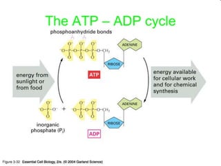 HB 3.A.1 ATP and ADP Cycle.ppt