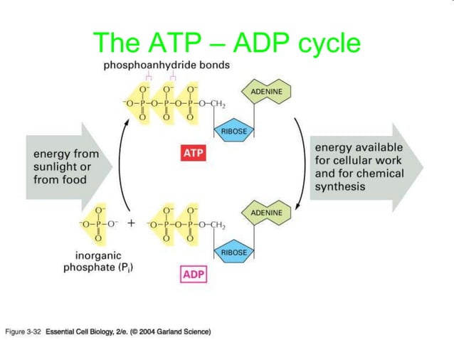 HB 3.A.1 ATP and ADP Cycle.ppt