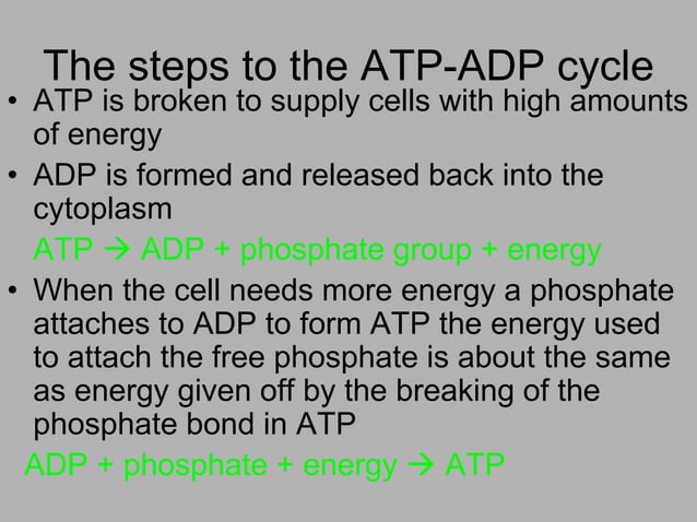 HB 3.A.1 ATP and ADP Cycle.ppt