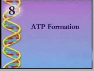HB 3.A.1 ATP and ADP Cycle.ppt