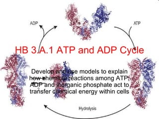 Atp To Adp