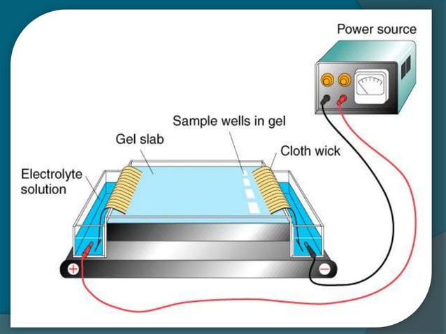 Hb electrophoresis (principle materials and procedure) | PPTX