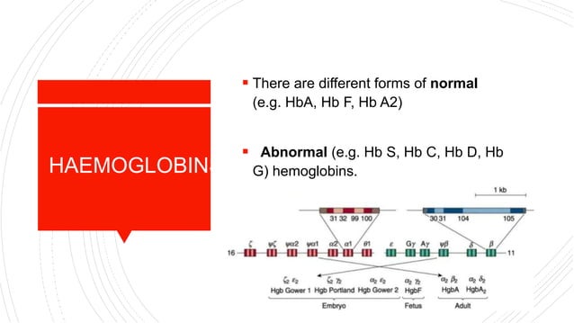 Hb electrophoresis- Types, Procedure and Analysis | PPTX | Blood ...