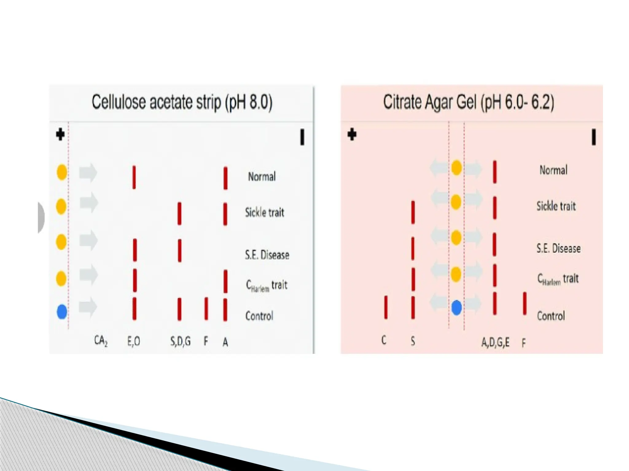 Hb electrophoresis and its types, principle , procedure | PPT
