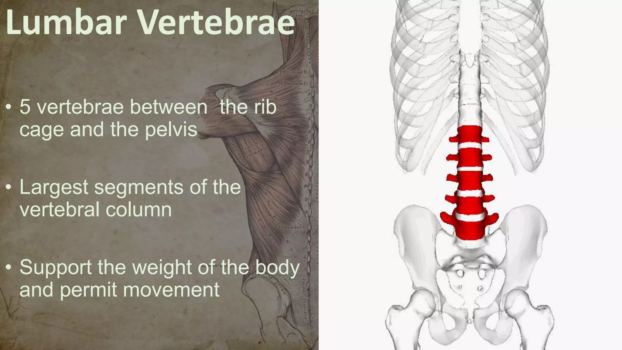 Surface Anatomy of the abdominal viscera and abdominal regions. | PPTX