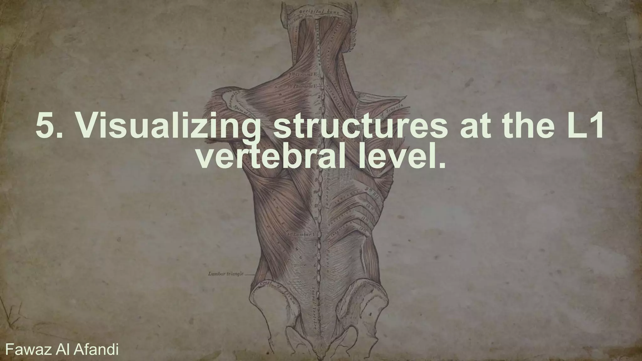 Surface Anatomy of the abdominal viscera and abdominal regions. | PPTX