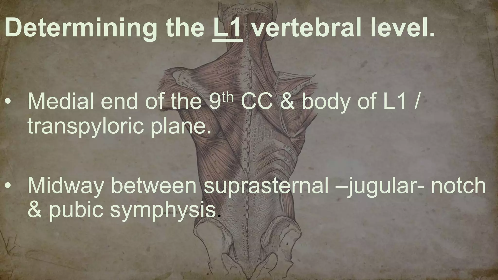 Surface Anatomy of the abdominal viscera and abdominal regions. | PPTX