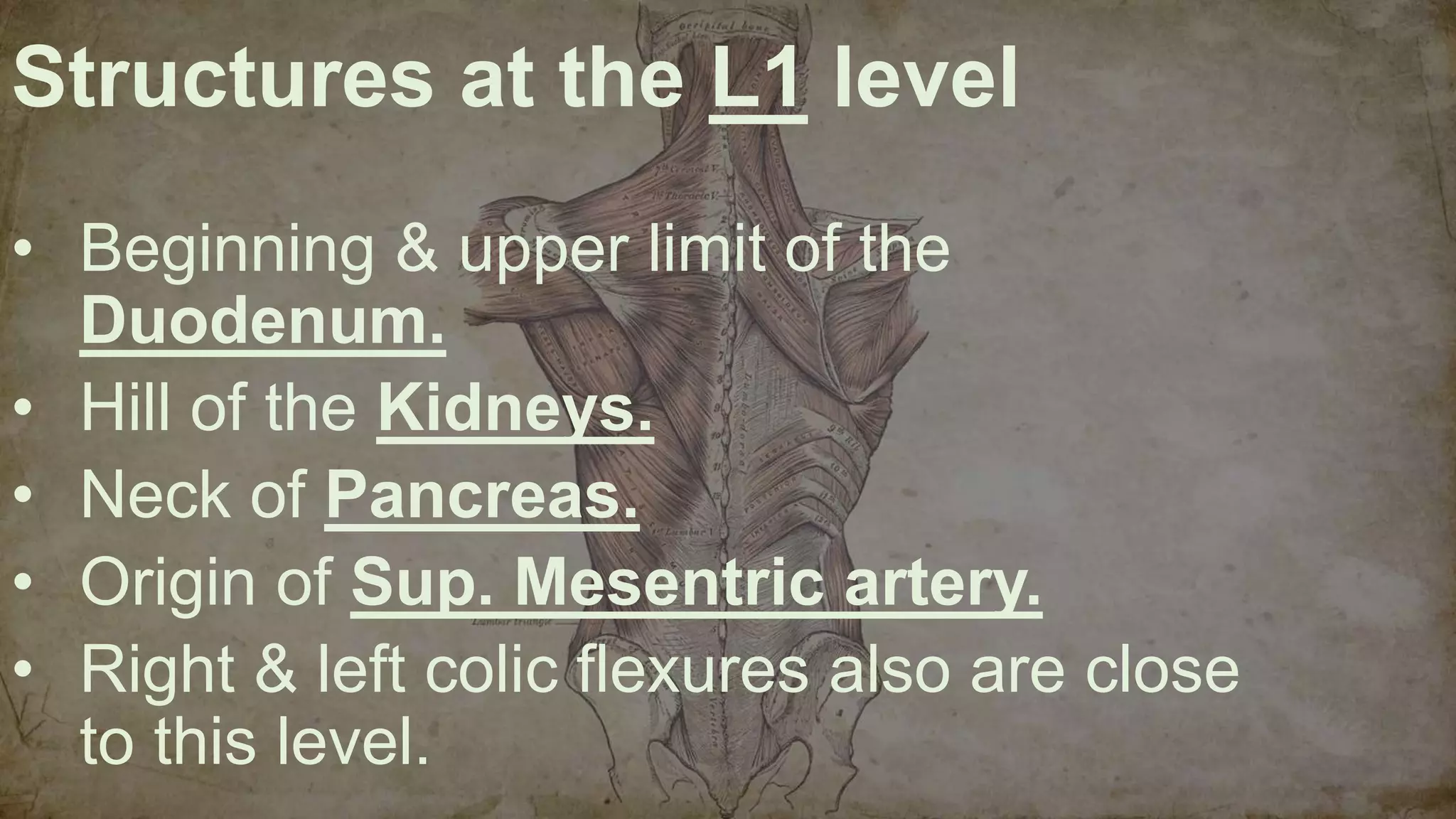 Surface Anatomy of the abdominal viscera and abdominal regions. | PPTX