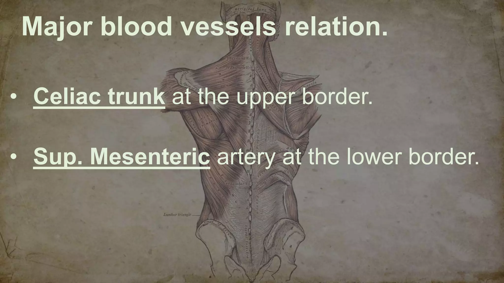 Surface Anatomy of the abdominal viscera and abdominal regions. | PPTX