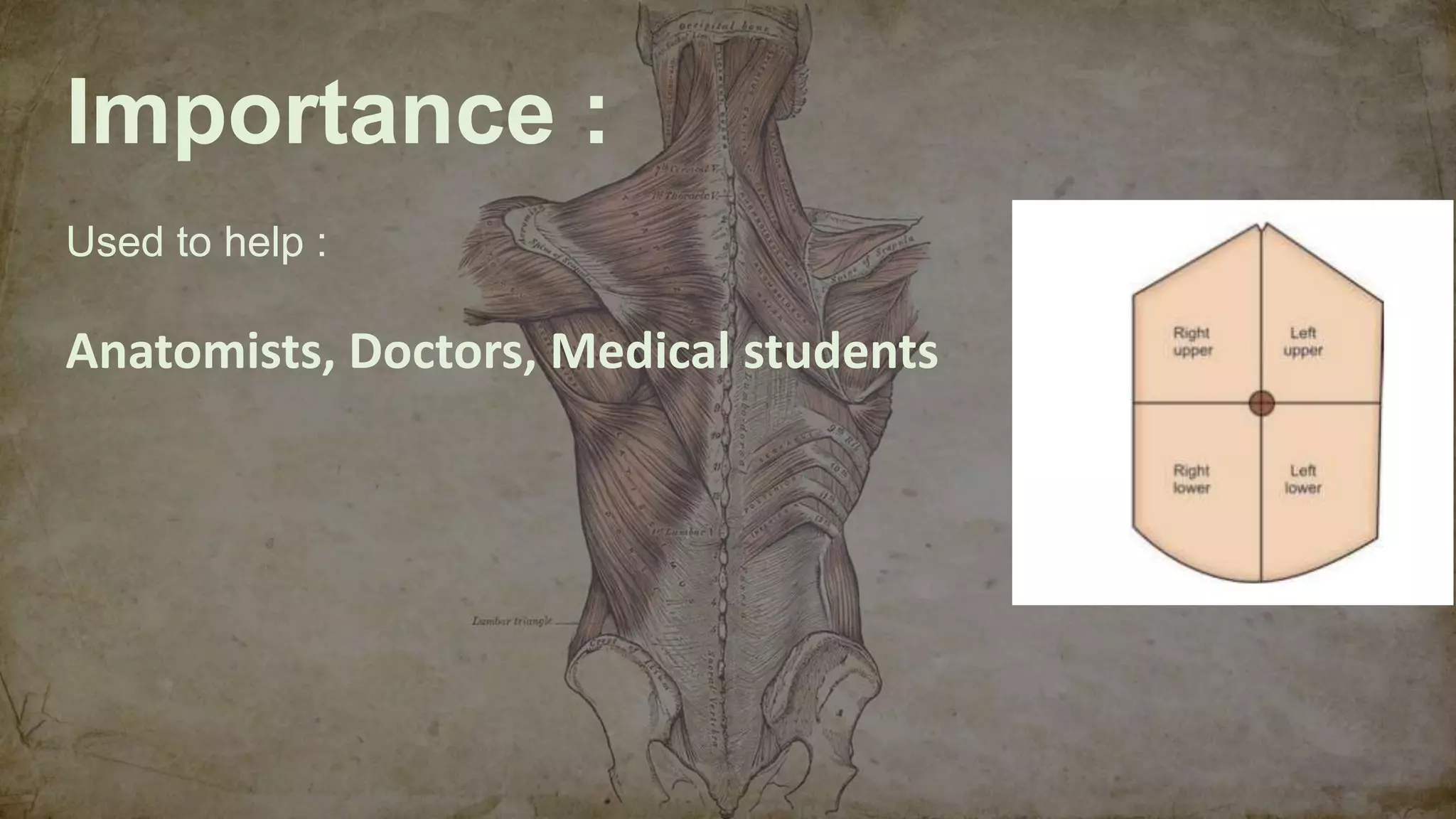 Surface Anatomy of the abdominal viscera and abdominal regions. | PPTX