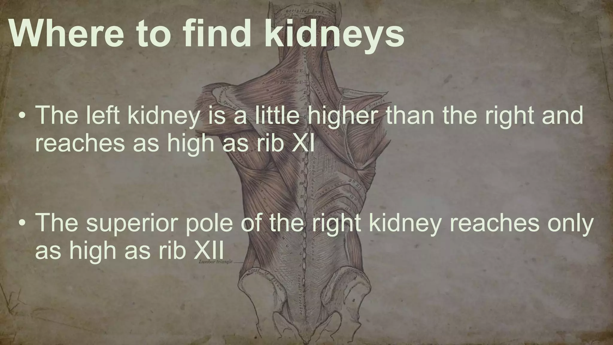 Surface Anatomy of the abdominal viscera and abdominal regions. | PPTX