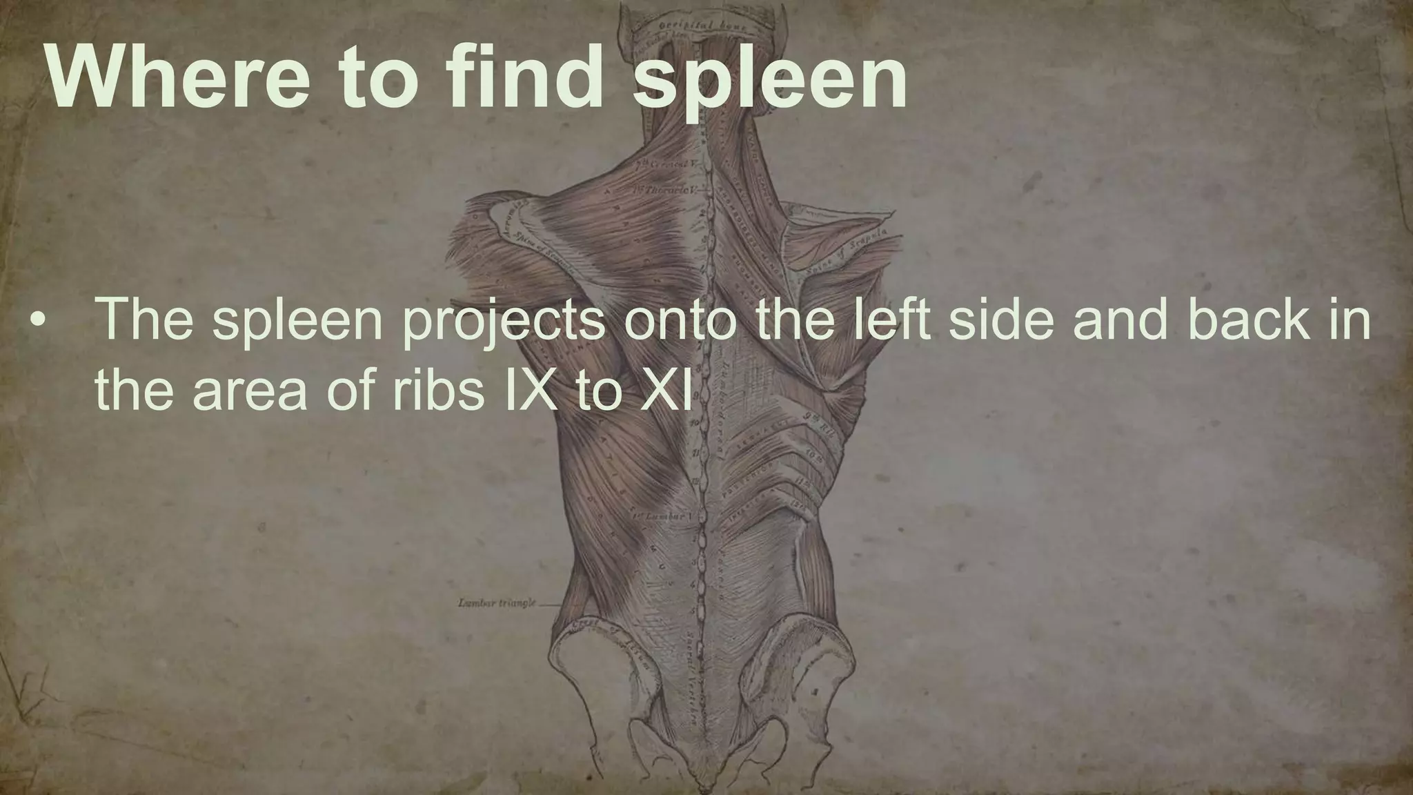Surface Anatomy of the abdominal viscera and abdominal regions. | PPTX