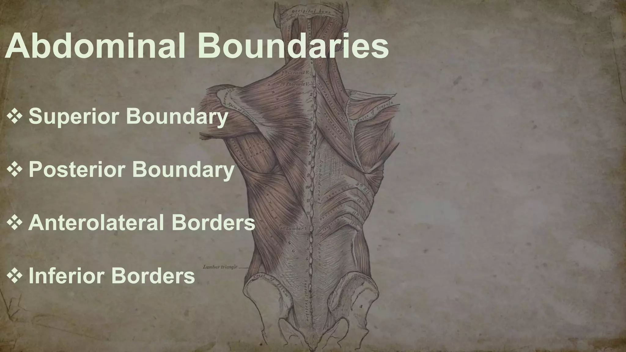 Surface Anatomy of the abdominal viscera and abdominal regions. | PPTX