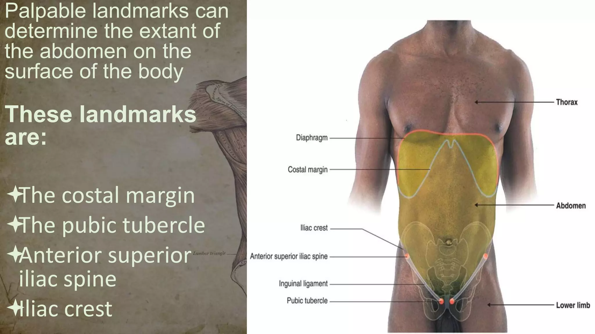 Surface Anatomy of the abdominal viscera and abdominal regions. | PPTX