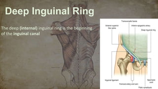 Surface Anatomy of the abdominal viscera and abdominal regions. | PPTX