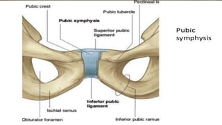 Surface Anatomy of the abdominal viscera and abdominal regions. | PPTX