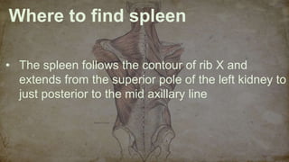 Surface Anatomy of the abdominal viscera and abdominal regions. | PPTX
