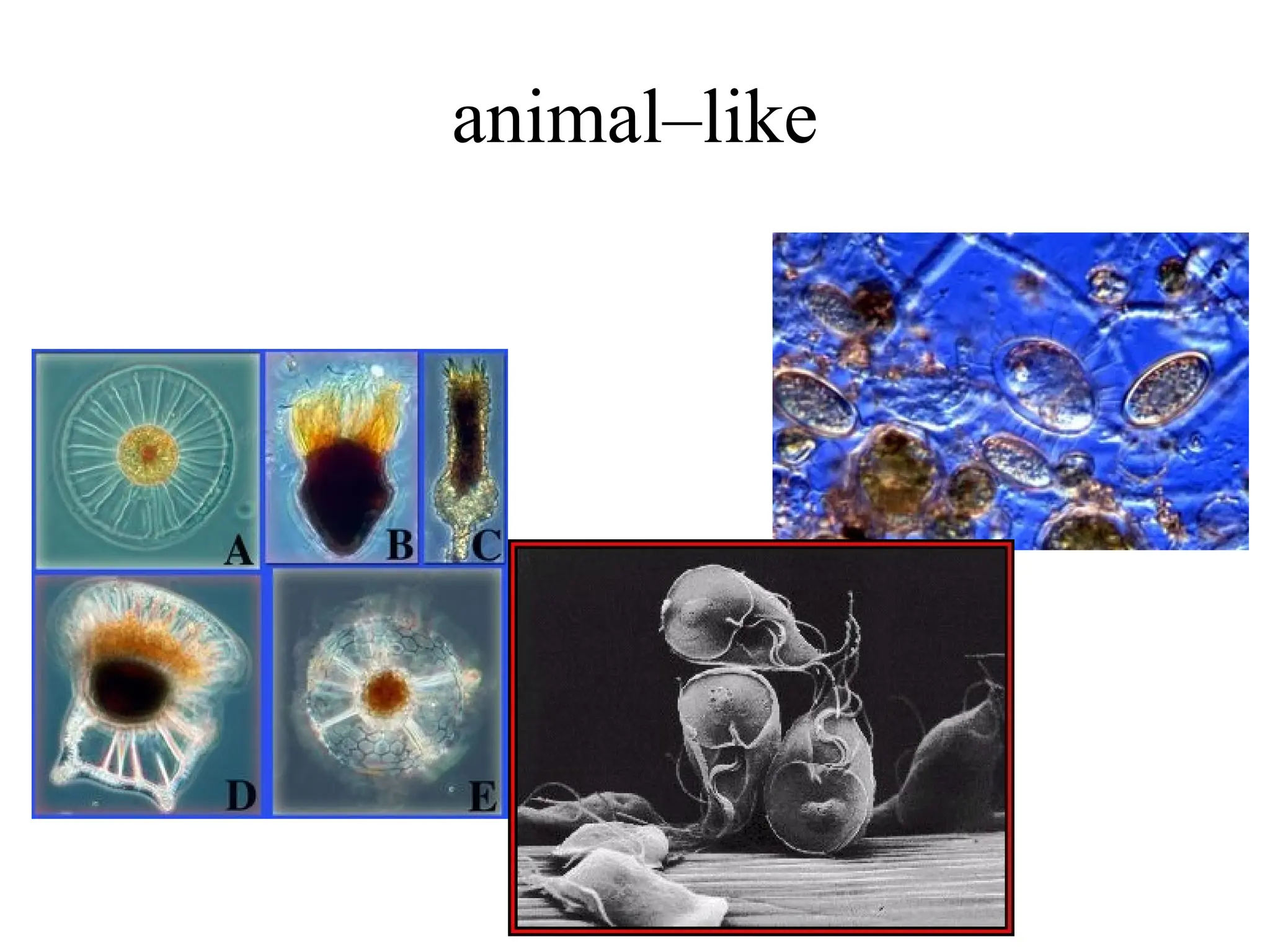 Hbio_Kingdom_Protista_student for Grade 11.ppt