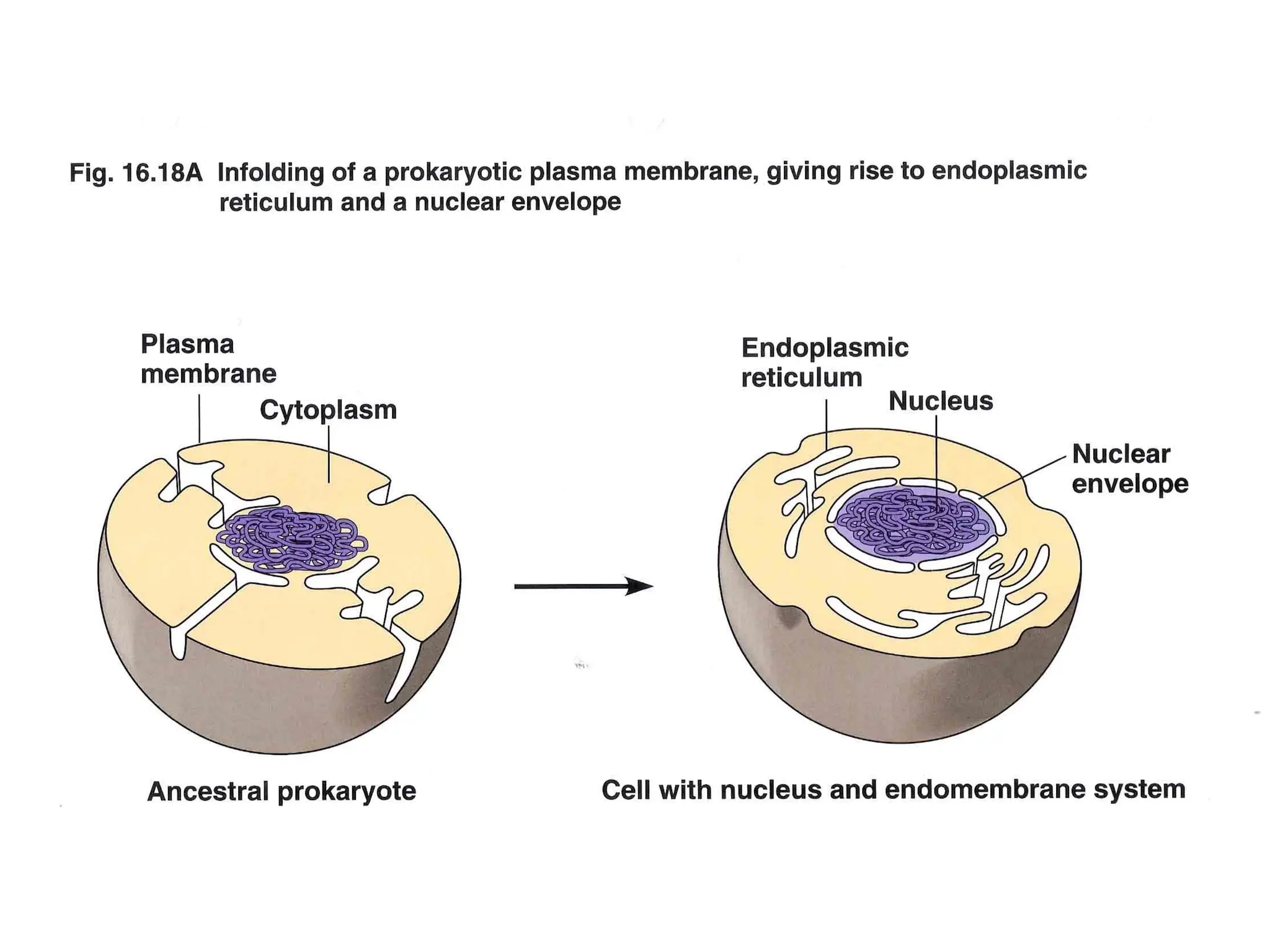 Hbio_Kingdom_Protista_student for Grade 11.ppt