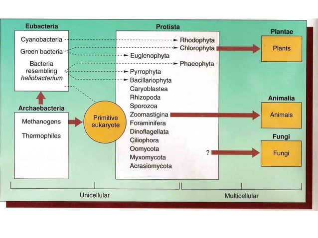 Hbio_Kingdom_Protista_student for Grade 11.ppt