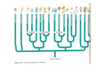 Hbio_Kingdom_Protista_student for Grade 11.ppt