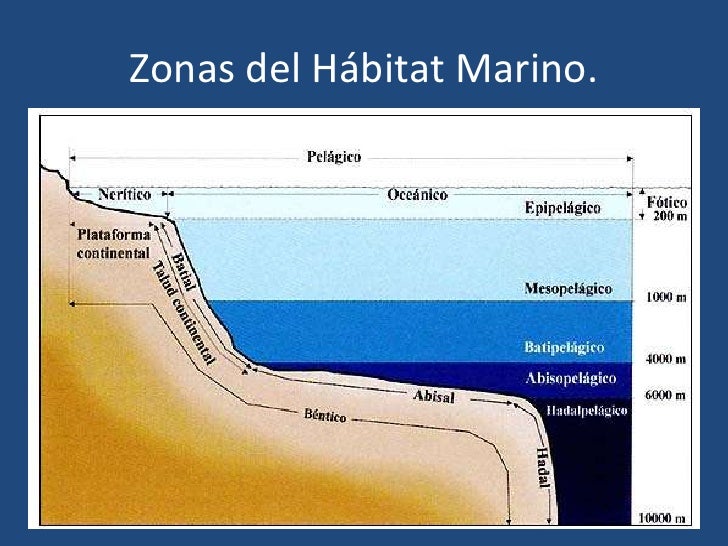 Hbitat marino2
