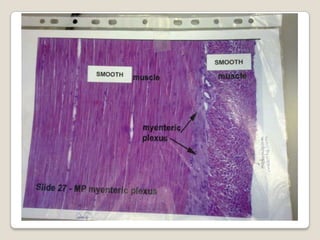 Hb lab (muscles) | PPTX