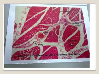 Hb lab (muscles) | PPT