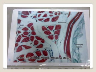 Hb lab (muscles) | PPTX