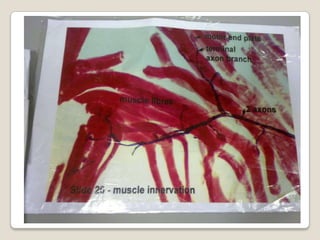 Hb lab (muscles) | PPTX