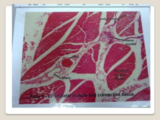 Hb lab (muscles) | PPTX