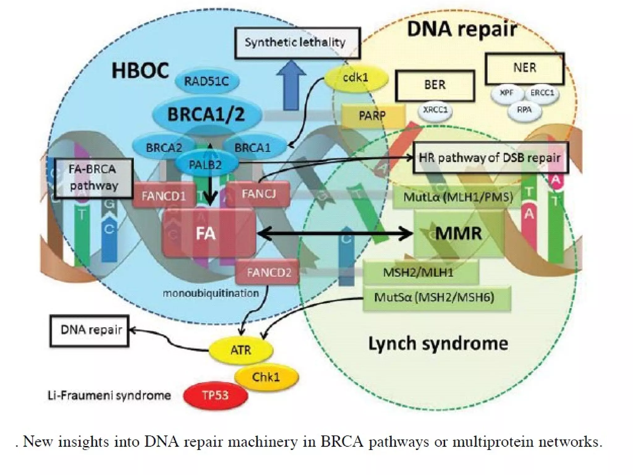 HEREDITARY BREAST and OVARY CANCER [HBOC] SYNDROME, Dr BUI DAC CHI. | PPT