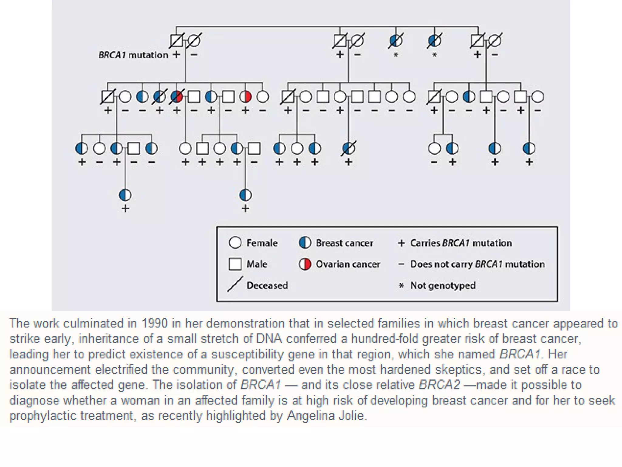 HEREDITARY BREAST and OVARY CANCER [HBOC] SYNDROME, Dr BUI DAC CHI. | PPT