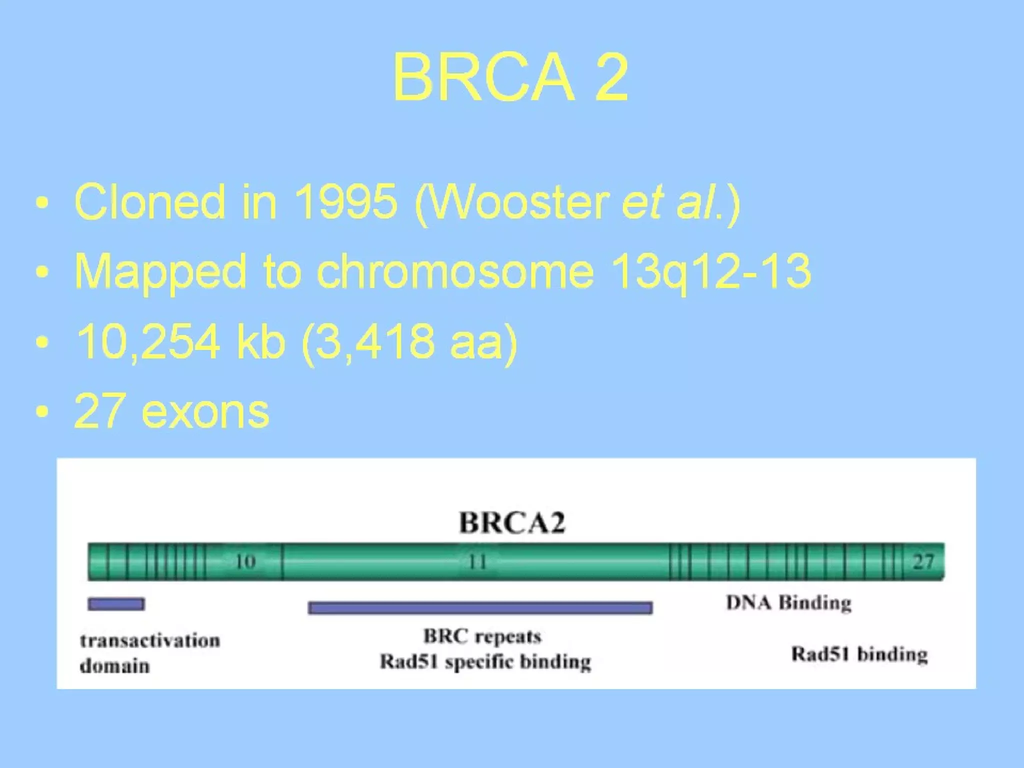 HEREDITARY BREAST and OVARY CANCER [HBOC] SYNDROME, Dr BUI DAC CHI. | PPT