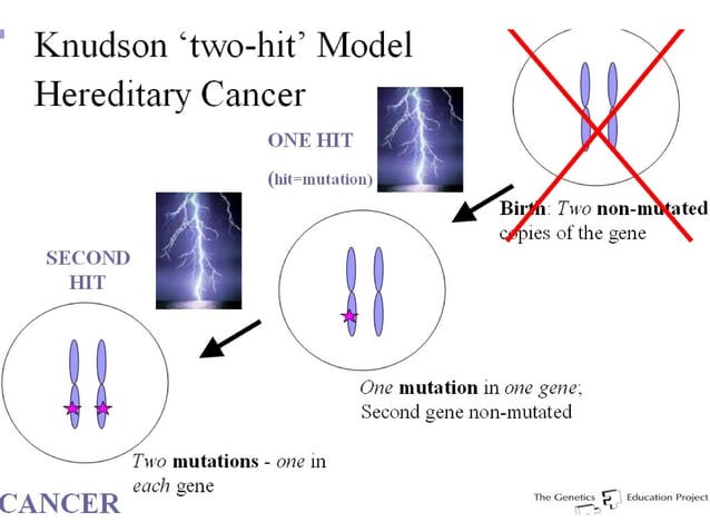 HEREDITARY BREAST and OVARY CANCER [HBOC] SYNDROME, Dr BUI DAC CHI. | PPT