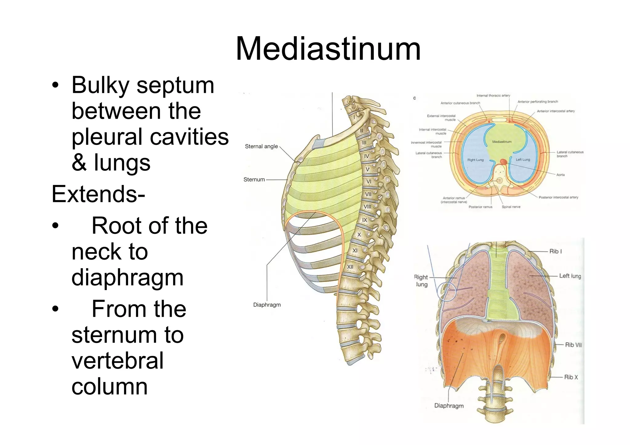 Superior mediastinum | PDF