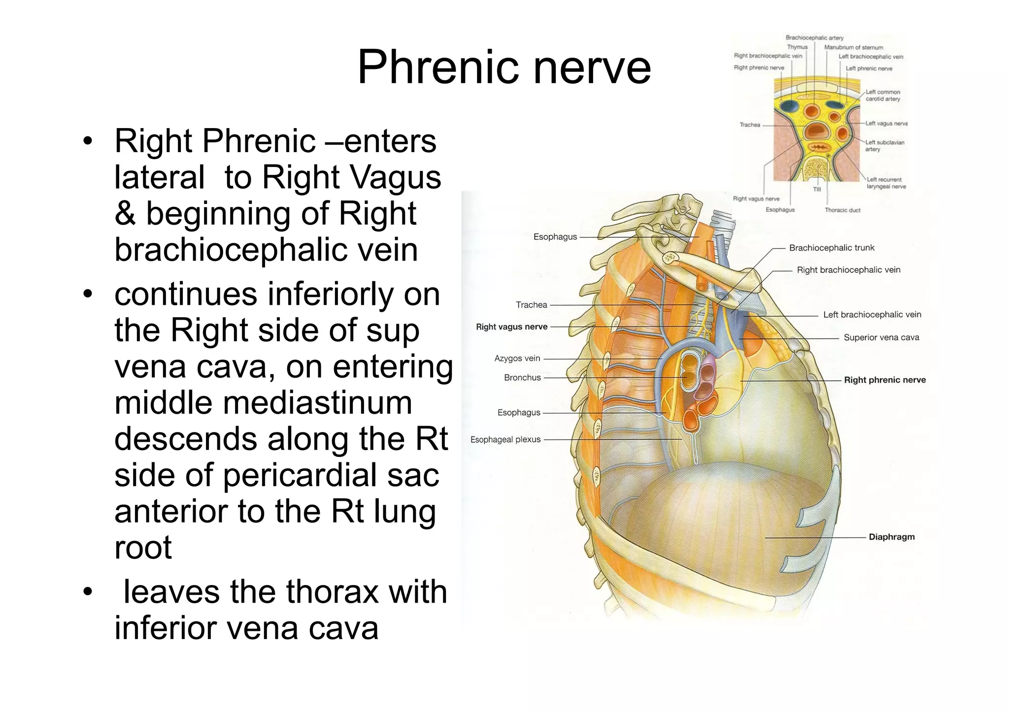 Superior mediastinum | PDF