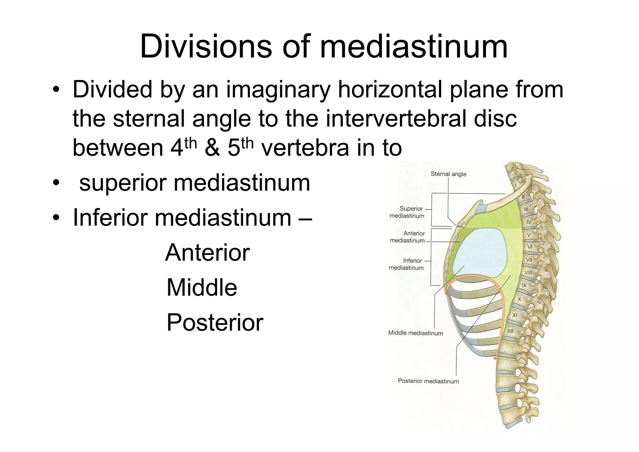 Superior mediastinum | PDF