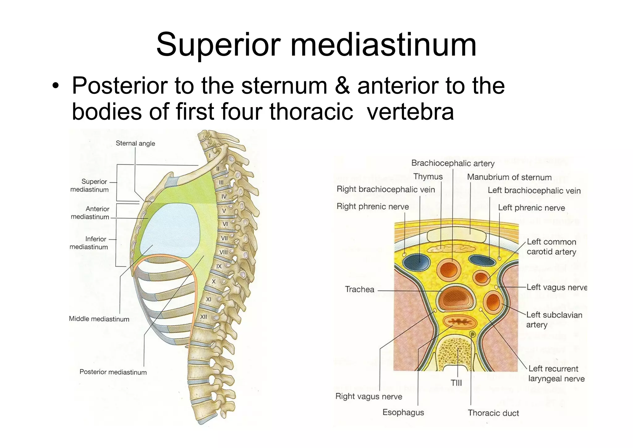 Superior mediastinum | PDF