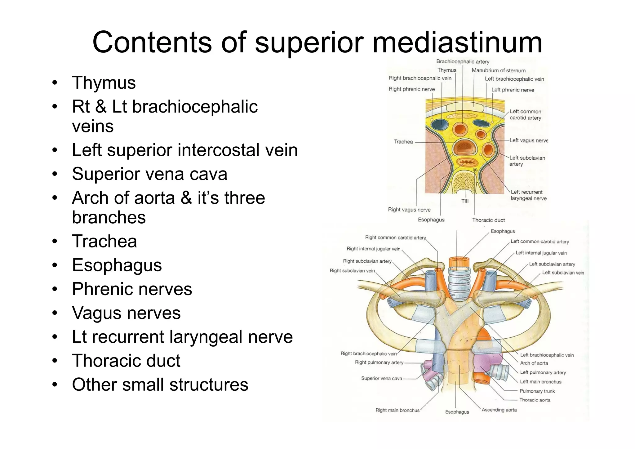 Superior mediastinum | PDF