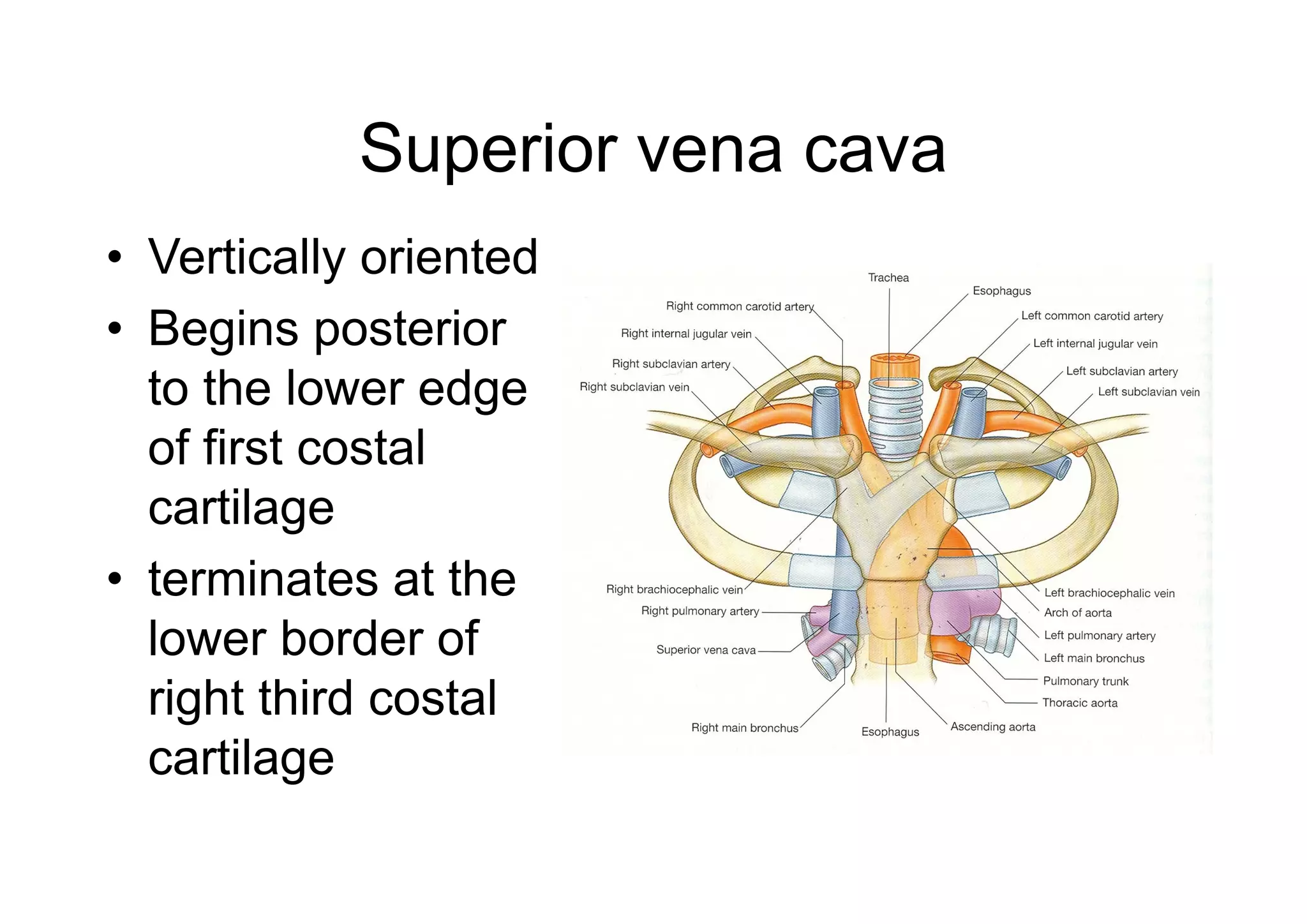 Superior mediastinum | PDF