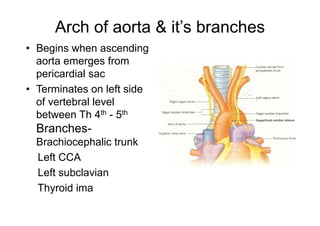 Superficial Cardiac Plexus